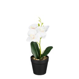 Edelman Phalaenopsis im Topf weiss 25cm ORCHIDEE