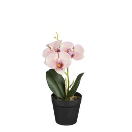 Edelman Phalaenopsis im Topf pfirsich 25cm ORCHIDEE