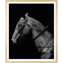 Bild mit Rahmen queence, B:30cm H:40cm T:1,5cm, schwarz, Acrylglas, Holzrahmen, Wohnzimmer, Bilder, "Pferd, Pferdeprofil", HD Premium Poster-Druck