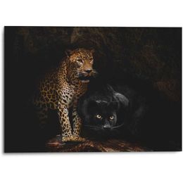 Reinders Wandbild &raquo;Aluminium Wandbild Raubtiere Panther - Cougar - Katzen - H&ouml;hle&laquo; Wildtiere 1 Stk. tlg. schwarz Aluminium