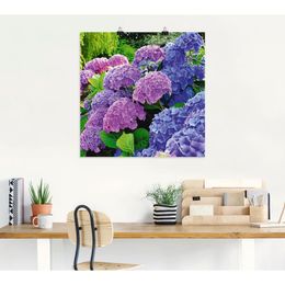 Artland Wandbild &raquo;Hortensien im Garten&laquo; Blumen 1 Stk. tlg. als Alubild, Leinwandbild, Poster in verschied. Gr&ouml;&szlig;en lila