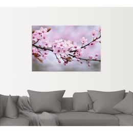 Artland Wandbild &raquo;Kirschbl&uuml;ten&laquo; Blumen 1 Stk. tlg. als Alubild, Leinwandbild, Poster in verschied. Gr&ouml;&szlig;en pink