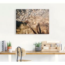 Artland Wandbild &raquo;Pusteblume Goldschimmer&laquo; Blumen 1 Stk. tlg. als Alubild, Leinwandbild, Poster in verschied. Gr&ouml;&szlig;en gold