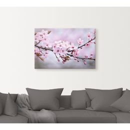 Artland Wandbild &raquo;Kirschbl&uuml;ten&laquo; Blumen 1 Stk. tlg. als Alubild, Leinwandbild, Poster in verschied. Gr&ouml;&szlig;en pink
