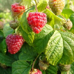 Zwerg-Herbsthimbeere 'BonBonBerry Yummy' Lieferform: Im 2 Liter Topf