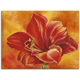 Leinwandbild Artland, B:80cm H:60cm T:1,8cm, rot, Leinwand, Wohnzimmer, Bilder, "Amaryllis", auf Holzrahmen gespannt
