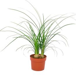 Elefantenfu&szlig; 12 cm Topf