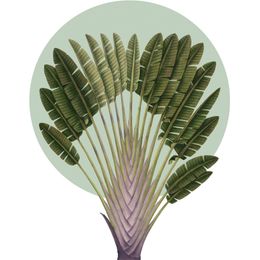 Bild Komar "Botanical Garden Pinnate Palm", gr&uuml;n (farbe bild(er): gr&uuml;n), B:30cm H:30cm, Holz, Papier, Bilder, Bild, Wandbild zur Dekoration - ohne Rahmen