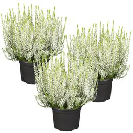 Knospenheide Gardengirls wei&szlig;, 10,5 cm Topf, 3er-Set