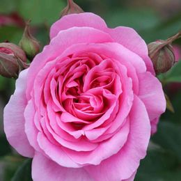 David Austin-Rose 'Gertrude Jekyll ' - AGM-Rose, 5 Liter, 3 starke Triebe, A-Qualit&auml;t Liefergr&ouml;&szlig;e: 3 starke Triebe, A-Qualit&auml;t