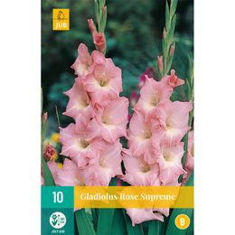 Gladiole 'Rose Supreme' - 10 St&uuml;ck Lieferform: Blumenzwiebelbeutel mit Bildkarte