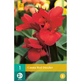 Canna 'Red Dazzler'- 1 St&uuml;ck Liefergr&ouml;&szlig;e: Knollengr&ouml;&szlig;e 1