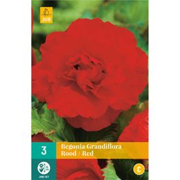 Riesenbl&uuml;tige Begonie 'Grandiflora' rot - 3 St&uuml;ck Liefergr&ouml;&szlig;e: Zwiebelgr&ouml;&szlig;e 5/6