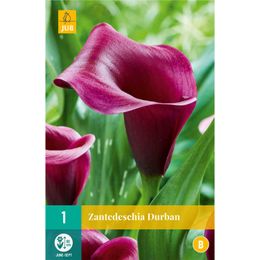 Calla 'Durban' Liefergr&ouml;&szlig;e: Zwiebelgr&ouml;&szlig;e 14/16