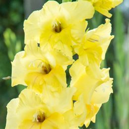Gladiole 'Nova Lux' - 10 St&uuml;ck Liefergr&ouml;&szlig;e: Zwiebelgr&ouml;sse 12/14