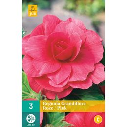 Riesenbl&uuml;tige Begonie 'Grandiflora Rosa' - 3 St&uuml;ck Liefergr&ouml;&szlig;e: Zwiebelgr&ouml;&szlig;e 5/6