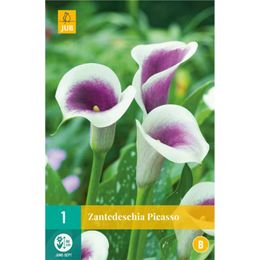 Calla 'Picasso' - 1 St&uuml;ck Liefergr&ouml;&szlig;e: Gr. 14/16