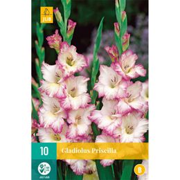 Gladiole 'Priscilla' - 10 St&uuml;ck Liefergr&ouml;&szlig;e: Zwiebelgr&ouml;sse 12/14