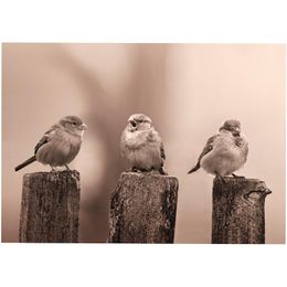 Art for the home Leinwandbild &raquo;Outdoor Vogel 50x70cm&laquo; Romantisch Strand 1 Stk. tlg. Leinwand f&uuml;r drau&szlig;en- Early Birds - Sepia - 50x70cm braun Leinwand