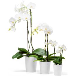 Ecopots Blumentopf &raquo;Morinda Orchidee 11 Wei&szlig;&laquo; f&uuml;r den Innenbereich wei&szlig; Kunststoff