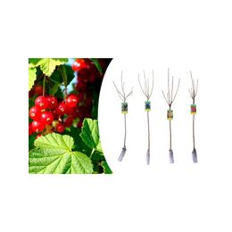 GARDENZO 4er Set: Beerenpflanzen auf Stiel | Gr.: onesize