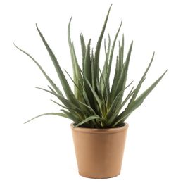 Casa Nova Kunstpflanze Aloe Vera