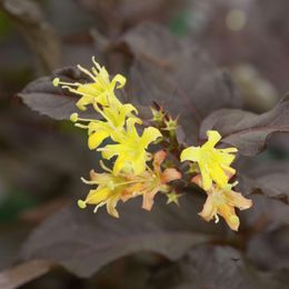 Amerikanische Weigelie 'Diva ' 3 Liter Container Liefergr&ouml;&szlig;e: 40 - 60 cm