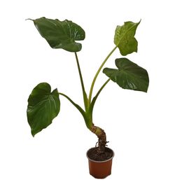 MeinVIPShop Alocasia cucullata Zimmerpflanze 50cm | Gr.: onesize