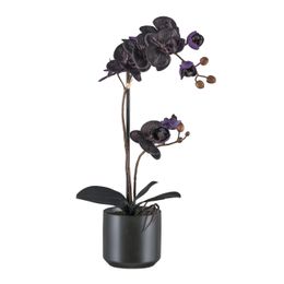 Kunstorchidee Bruno Banani "Orchidee Phalaenopsis", schwarz, H:50cm, Kunststoff, Kunstpflanzen, mit real-touch-Bl&uuml;ten