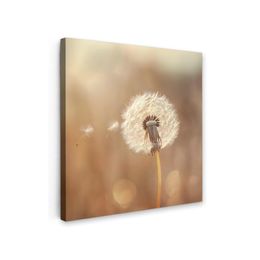MuchoWow Leinwand bilder Nahaufnahme Flaum (BxH) | Gr.: 50x50 cm