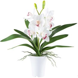 Kunstorchidee Creativ green "Orchidee Cymbidie", wei&szlig;, H:53cm, Kunststoff, Kunstpflanzen, mit real-touch-Bl&uuml;ten