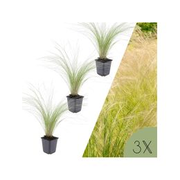 NatureNest 3 Federgras pflanzen Stipa tenuissima 'Ponytails' | Gr.: onesize