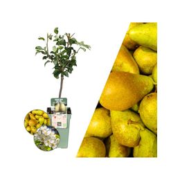 NatureNest Bio-Birnbaum 1 x Pyrus communis | Gr.: onesize