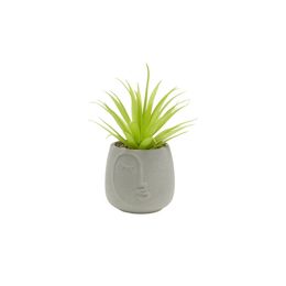 M&ouml;bel Kraft Sukkulente im Keramiktopf grau Dolomite,Kunststoff,Stein Ma&szlig;e (cm): H: 14 &Oslash;: 8.8 &raquo; M&ouml;bel Kraft