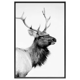 La Casa &raquo;Deer black and white&laquo; Wandbild I 60x90 cm Rahmen schwarz