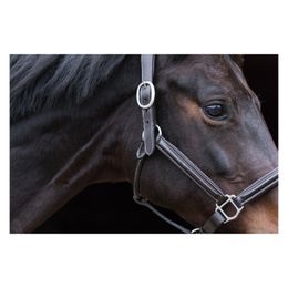 EQUINE MICROTEC Lederhalfter mit Kontrastn&auml;hten braun PONY