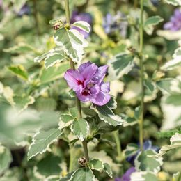 Garteneibisch / Hibiskus 'Van Gogh' 9 Liter Container, 40 - 60 cm Liefergr&ouml;&szlig;e: 40 - 60 cm