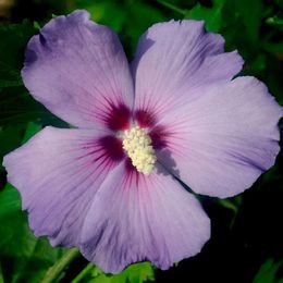Garteneibisch 'Hawaii ' - 'First Editions ', 5 Liter, 60 - 80 cm Liefergr&ouml;&szlig;e: 60 - 80 cm