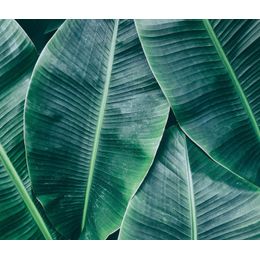 Designwalls-Fototapete &raquo;Banana Leaves&laquo; - gr&uuml;n