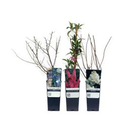 Tchibo - Naturschutzhecken-Set - wei&szlig;