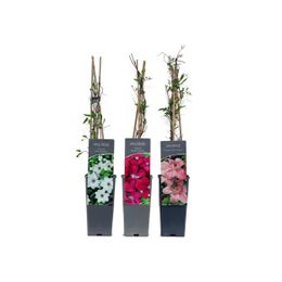 Tchibo - Clematis-Set - wei&szlig;