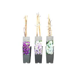 Tchibo - Clematis-Set - violett