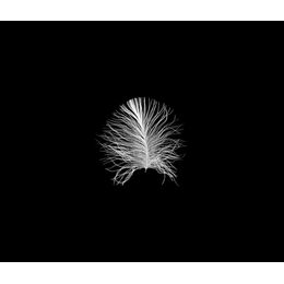 Tchibo - Wandbild &raquo;Feather&laquo; - schwarz
