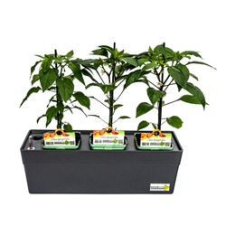 Tchibo - Greenbar &raquo;Snackpaprika&laquo; - orange