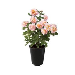 Tchibo - Rose &raquo;Augusta Luise&laquo; - apricot