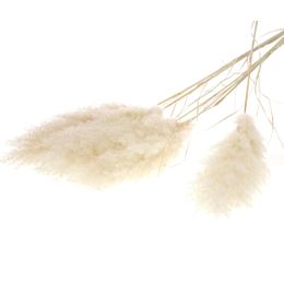 Tchibo - Pampasgras &raquo;Cortaderia&laquo; - wei&szlig;