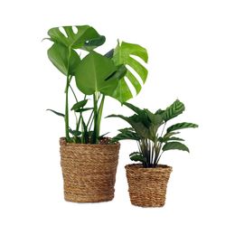 Tchibo - 2 Zimmerpflanzen &raquo;Monstera Deliciosa&laquo; und &raquo;Calathea Leopardina&laquo; &ndash; jeweils im Topf - gr&uuml;n