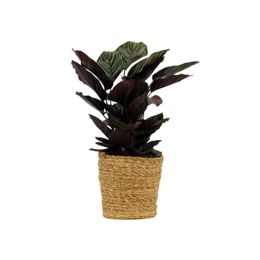 Tchibo - Zimmerpflanze &raquo;Calathea Makoyana&laquo; im 17-cm-Topf - gr&uuml;n