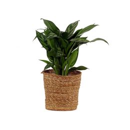 Tchibo - Zimmerpflanze &raquo;Aglaonema Stripes&laquo; - gr&uuml;n