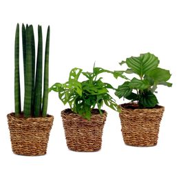 Tchibo - 3 Zimmerpflanzen: Marante &raquo;Calathea Ortifolia&laquo; - gr&uuml;n